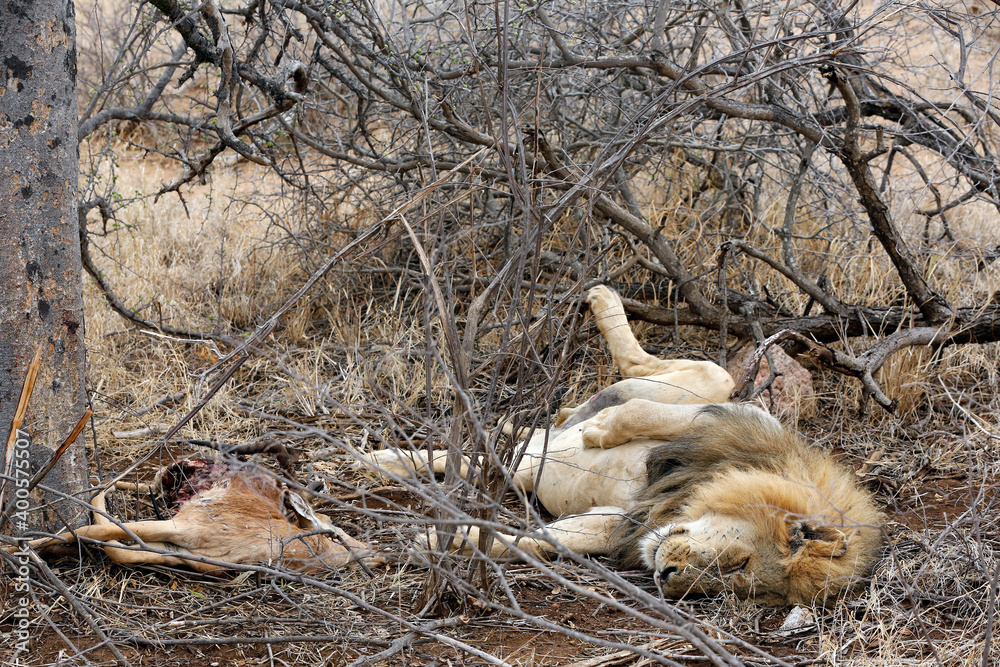 Male Lion lying on his back. Kruger Park, South Africa Stock Photo ...