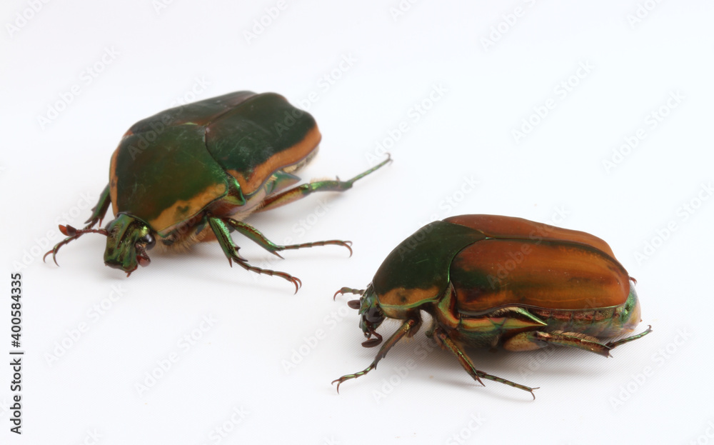 Two Green June Beetles (Cotinis nitida) on a white background. One ...