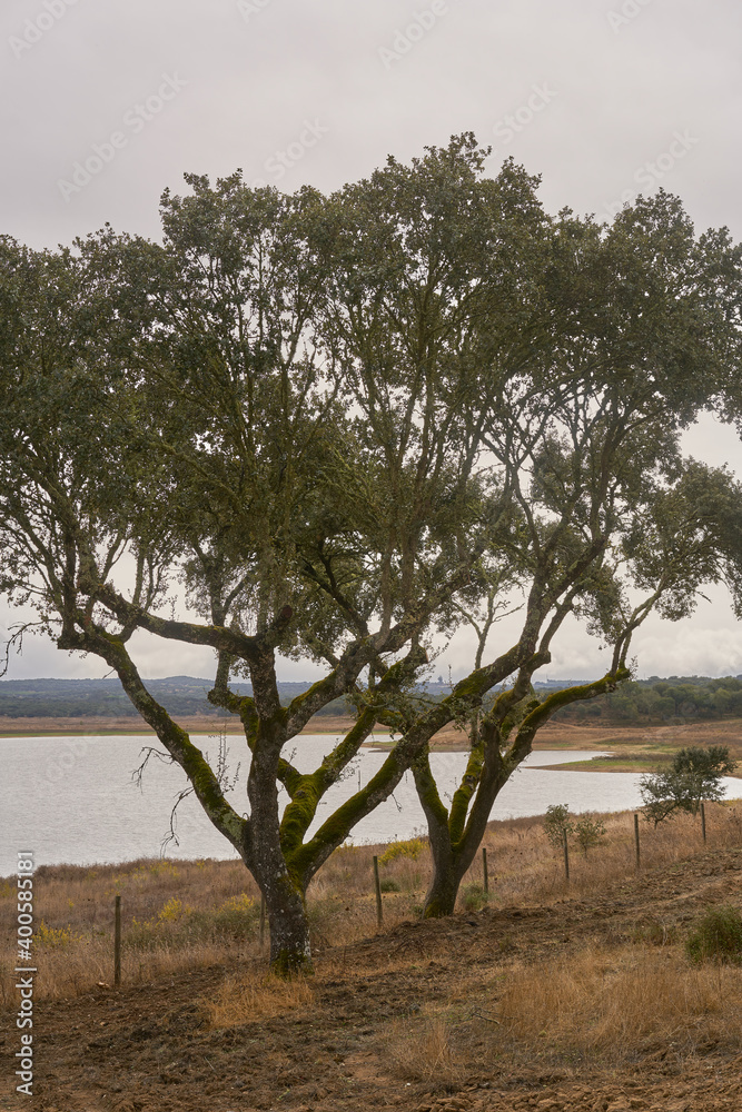 Cork trees in autumn fall in beautiful Alentejo nature landscape in ...