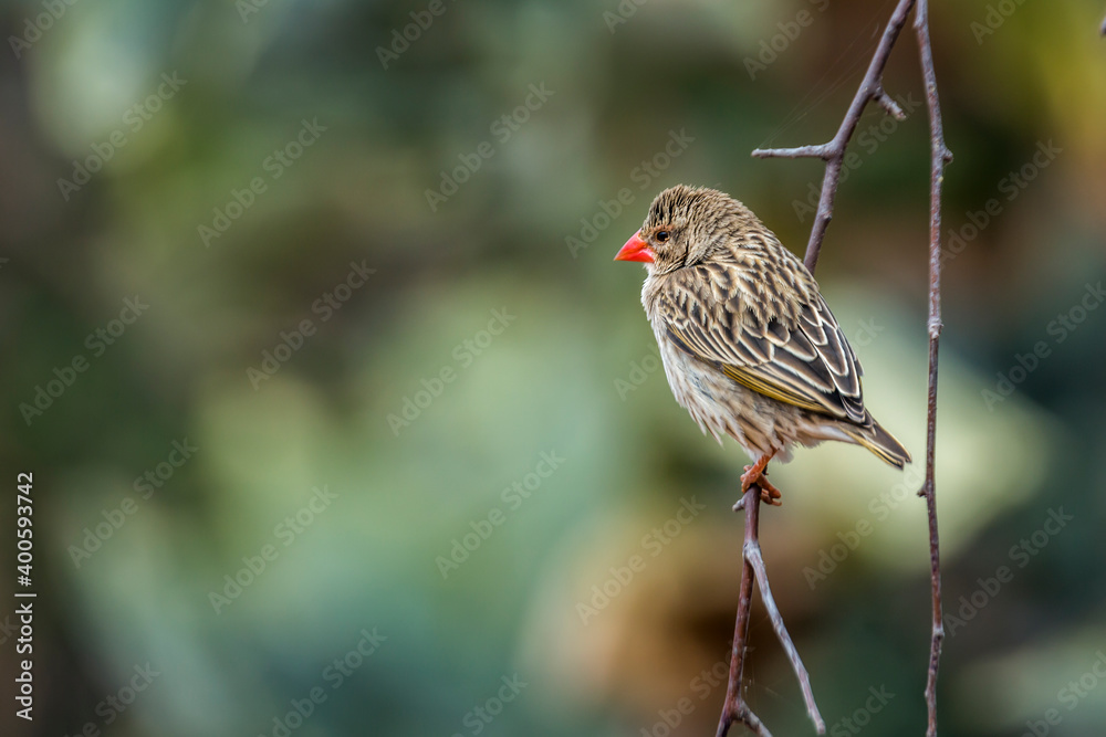 Red-billed Quelea perched on a branch with natural background in Kruger ...
