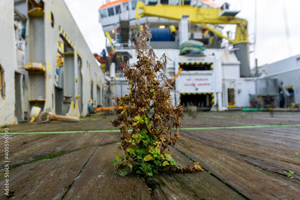 Deck of laid up anchor handling vessel. Grass growing on deck of laid ...