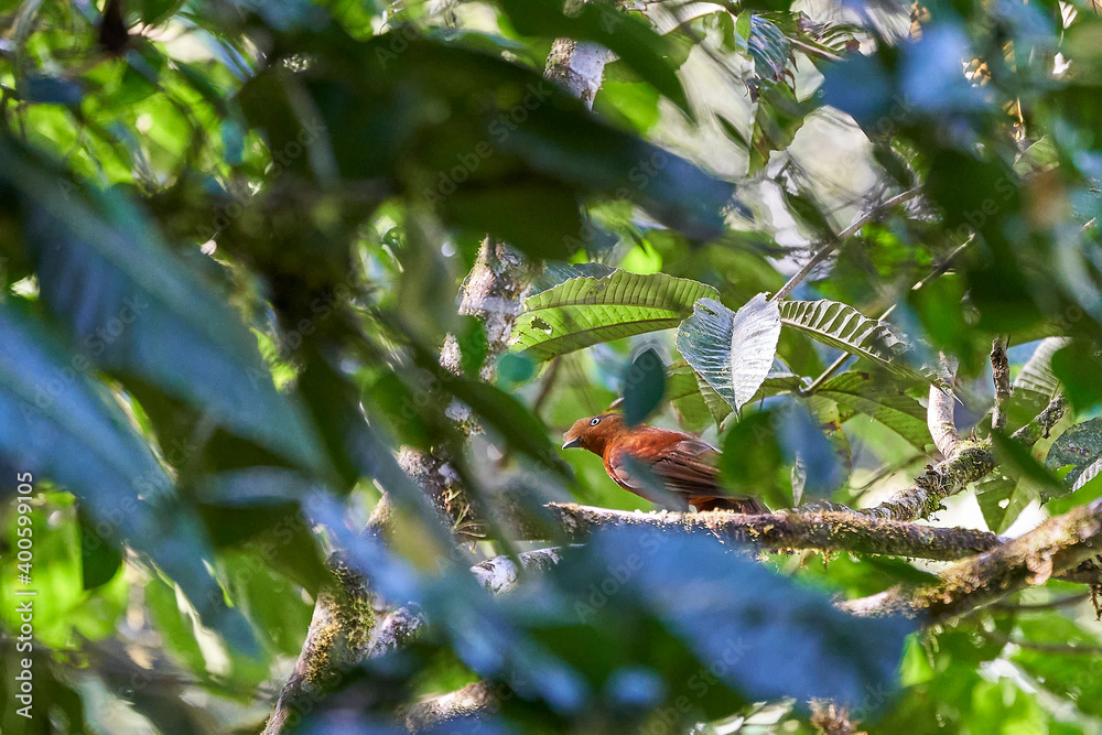 female Andean cock of the rock, Rupicola peruvianus, also tunki, is a ...