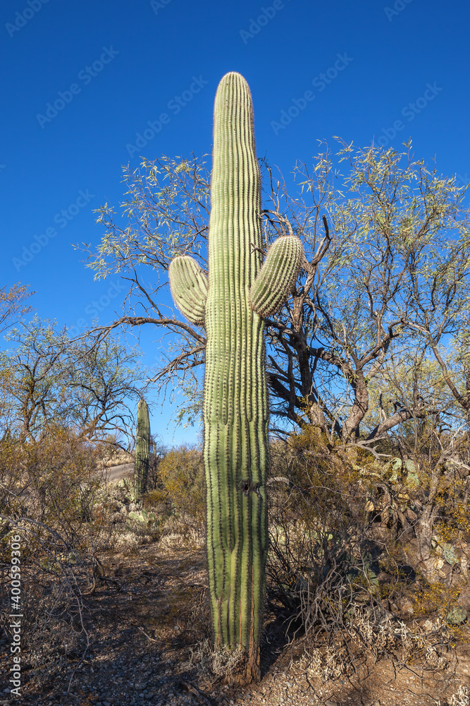 Saguaro (Carnegiea gigantea) in Saguaro National Park, Arizona. The ...