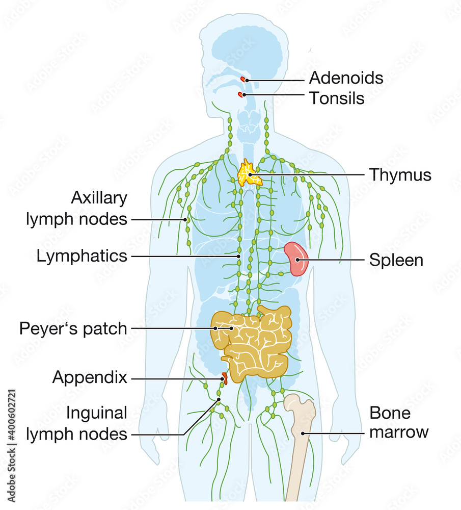 Human Immune System Diagram