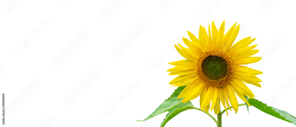 Banner with sunflower inflorescence isolated on white background with ...