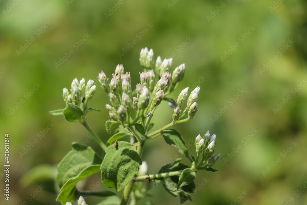 Chromolaena odorata flower are blooming Stock Photo | Adobe Stock