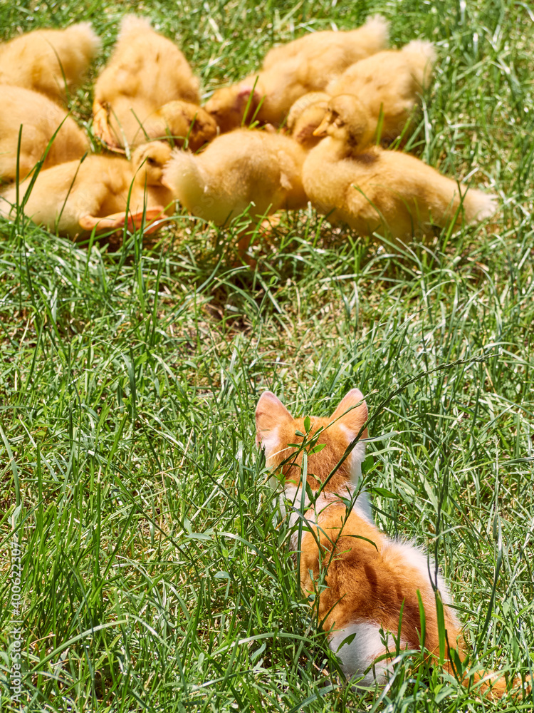 Small ginger kitten hunts ducklings in the grass. The cat sits in ...