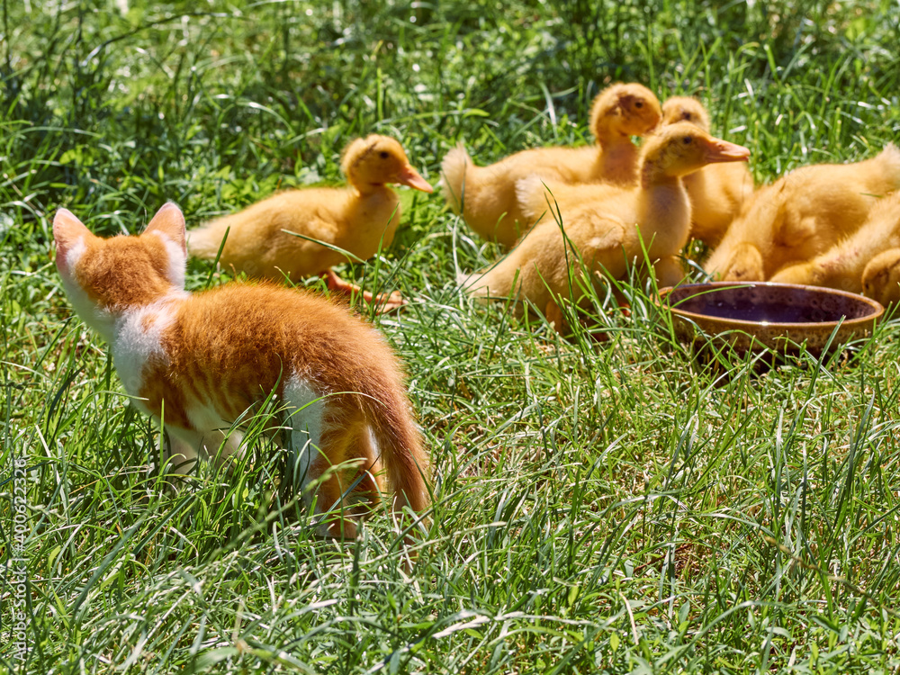 Small ginger kitten hunts ducklings in the grass. The cat sits in ...