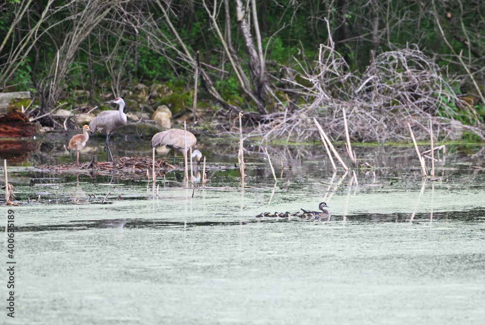 Sandhill Cranes and Ducks Stock Photo | Adobe Stock
