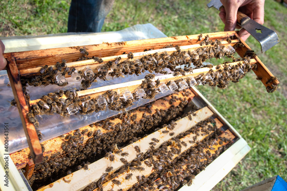 Beekeeping queen cell for larvae queen bees. beekeeper in apiary with ...