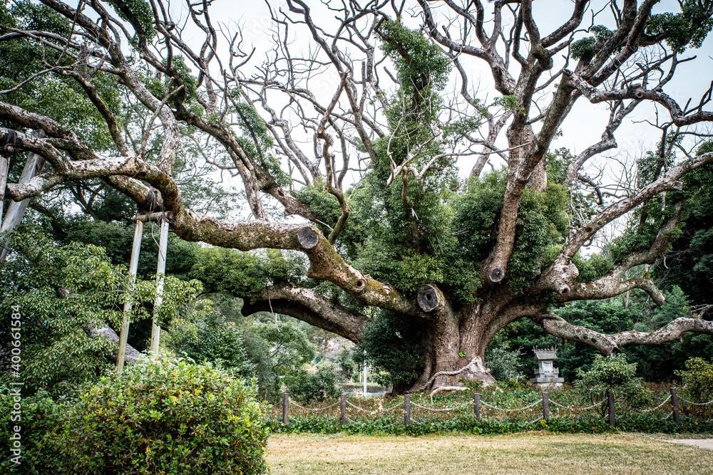 Large camphor tree in Kawatana Town, Shimonoseki City, Yamaguchi ...