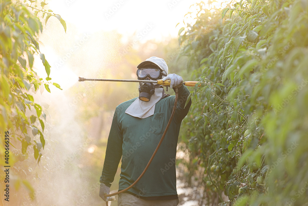 Asian farmer with gas mask spraying orchard in spring Farmers spray ...