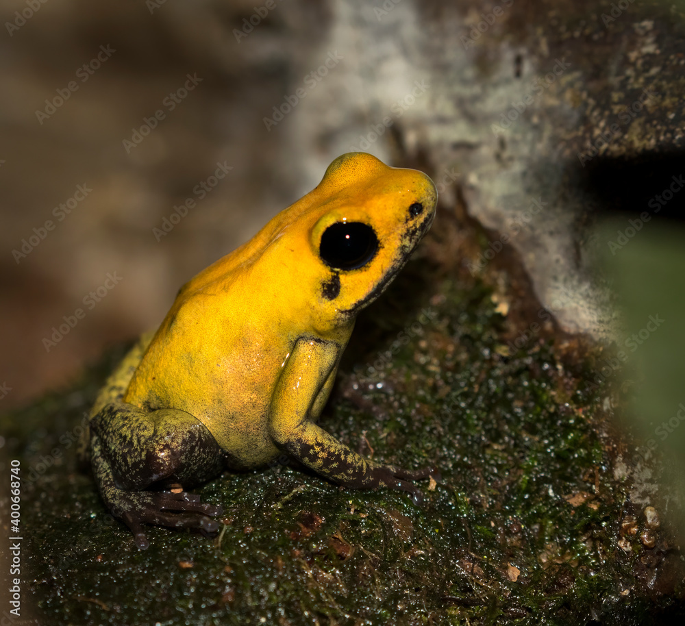 Black-legged Poison Dart Frog (Phyllobates bicolor) closeup Stock Photo ...