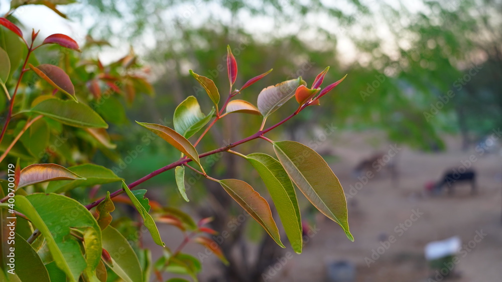 New growing leaves of Jaam Jambul Jamun or Jamblang Syzygium cumini on ...