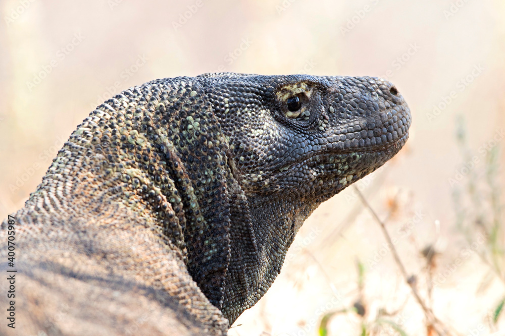 Komodovaraan, Komodo Dragon, Varanus komodoensis Stock Photo | Adobe Stock