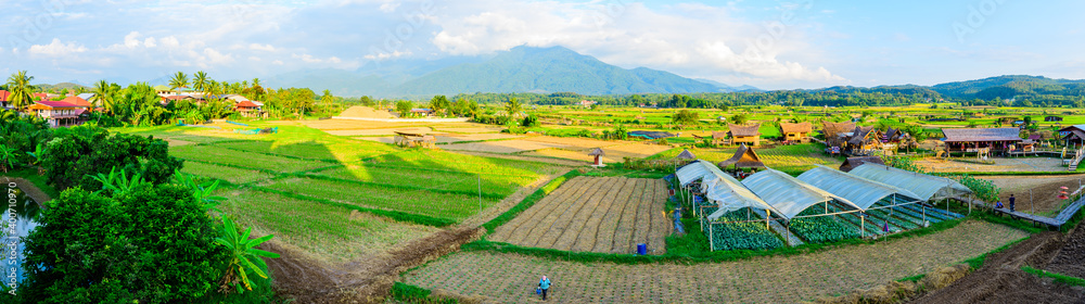 Panorama View of Rice Fied at Si Mongkol Temple Stock Photo | Adobe Stock