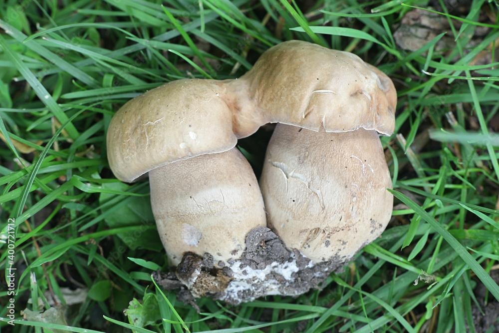 Boletus aestivalis, also called Boletus reticulatus, Summer Cep or ...