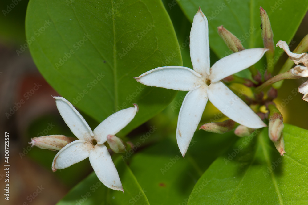 Flowers of common jasmine Jasminum officinale. Gir National Park ...