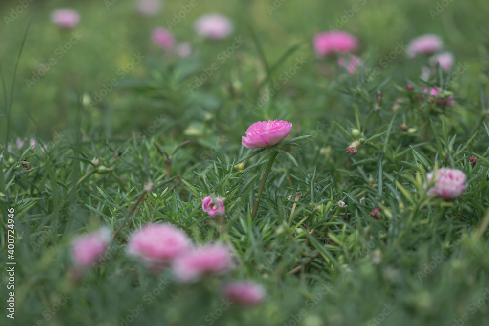 Selective focus close up beautiful pink Portulaca grandiflora plant in ...