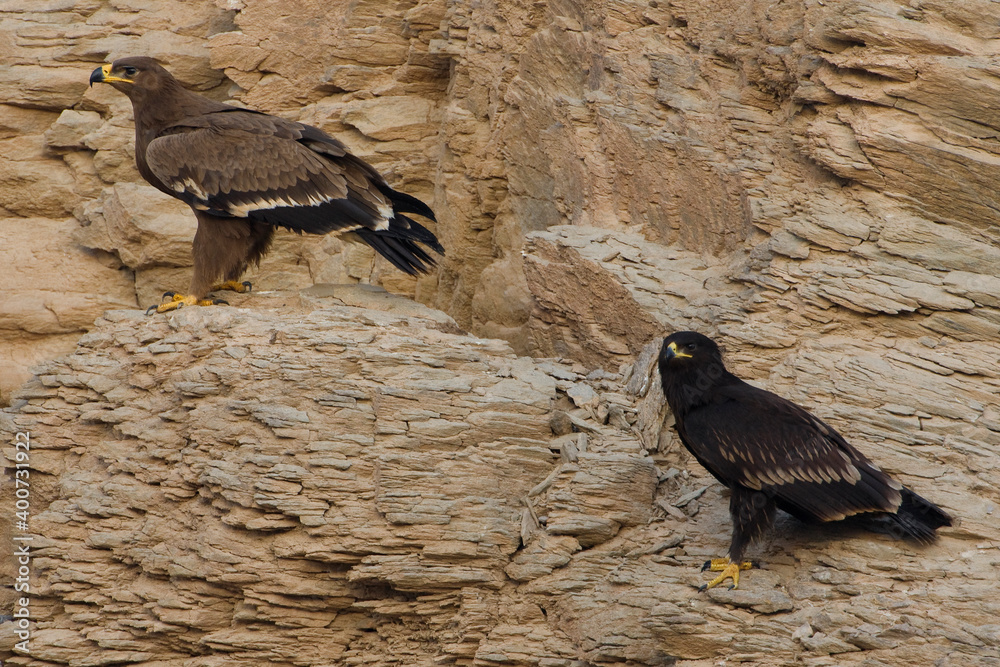 Bastaardarend, Greater Spotted eagle, Aquila clanga Stock Photo | Adobe ...