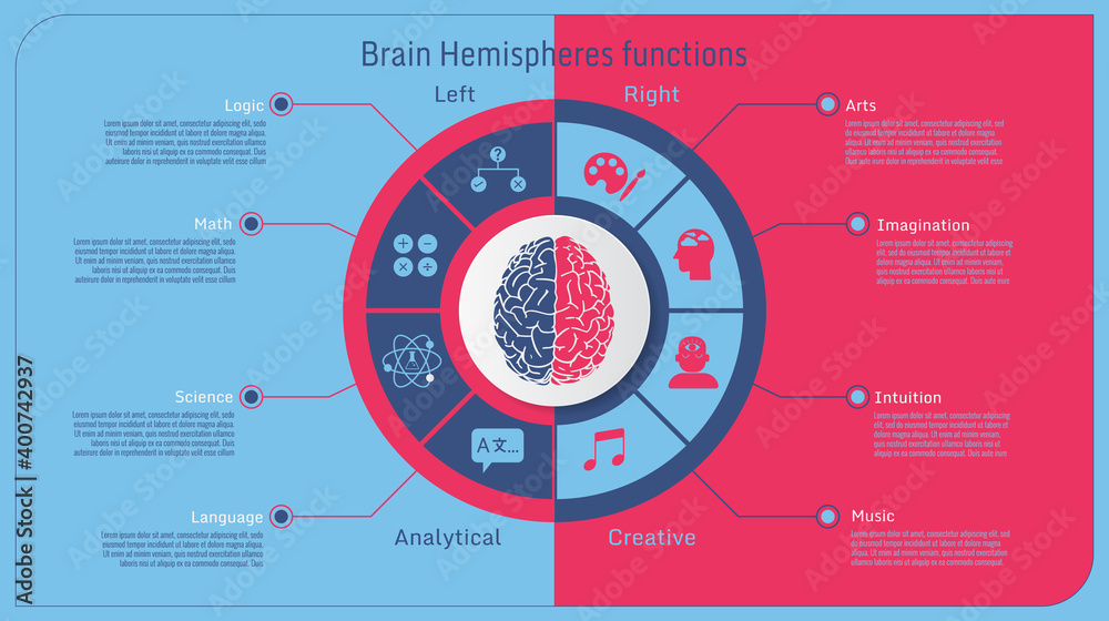 human brain hemispheres functional inforgraphic BG Stock Vector | Adobe ...