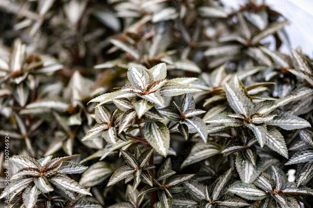 Pilea spruceana (silver tree). This is a species of evergreen plant in ...