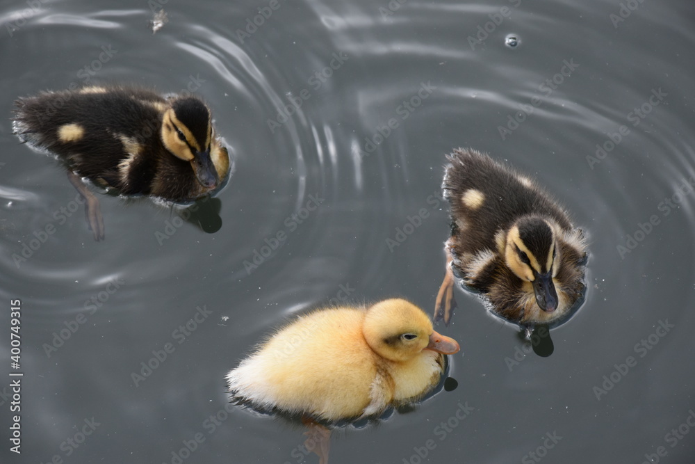 Patitos nadando Stock Photo | Adobe Stock