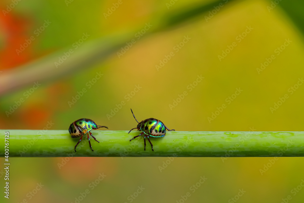 Selective focus Macro image of two jewel bugs with vibrant colors ...