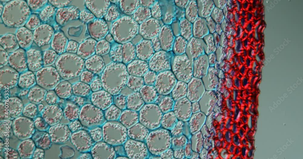 Root of an fern in cross section under the microscope 100x Stock ビデオ ...