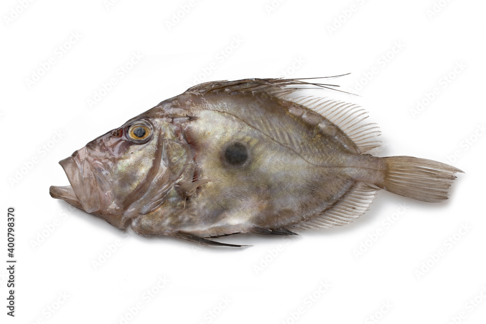 Peter's Fish, John Dory, Zeus faber, St Pierre, isolated on white ...