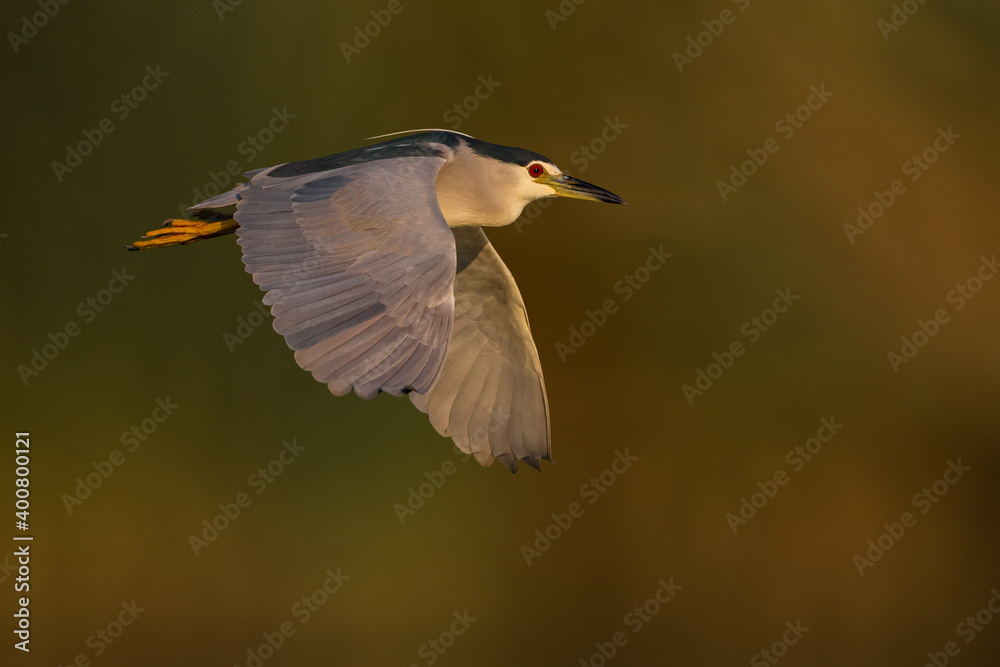 Kwak; Night Heron; Nycticorax nycticorax Stock Photo | Adobe Stock