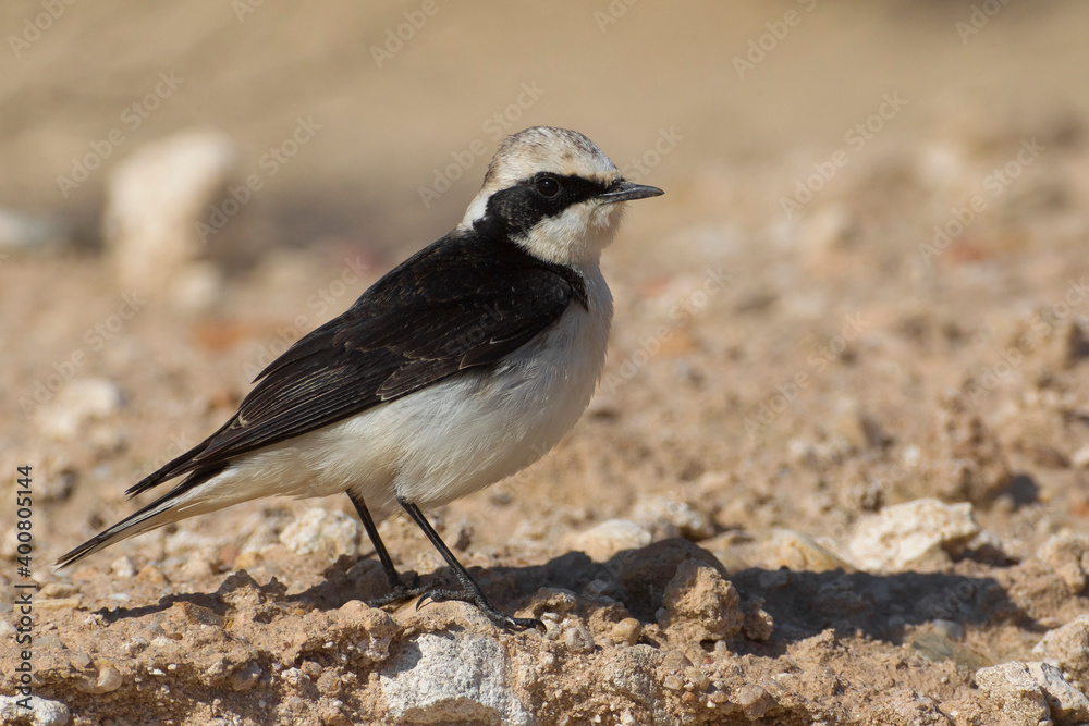 'vittata' Bonte Tapuit, 'vittata' Pied Wheatear; Oenanthe pleshanka ...