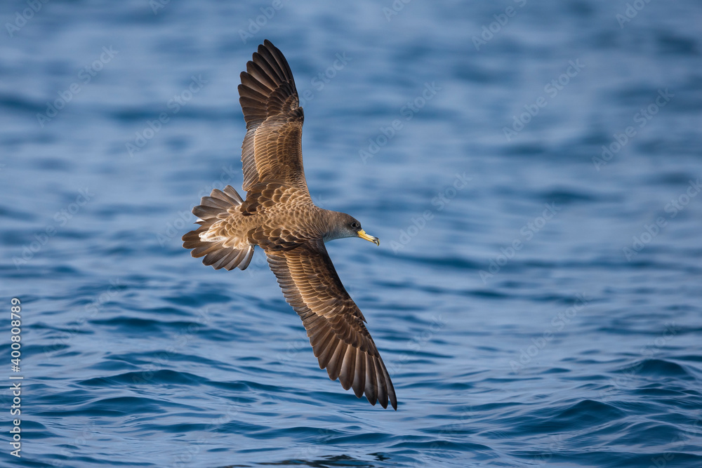 Scopoli's Pijlstormvogel; Scopoli's Shearwater; Calonectris diomedea ...