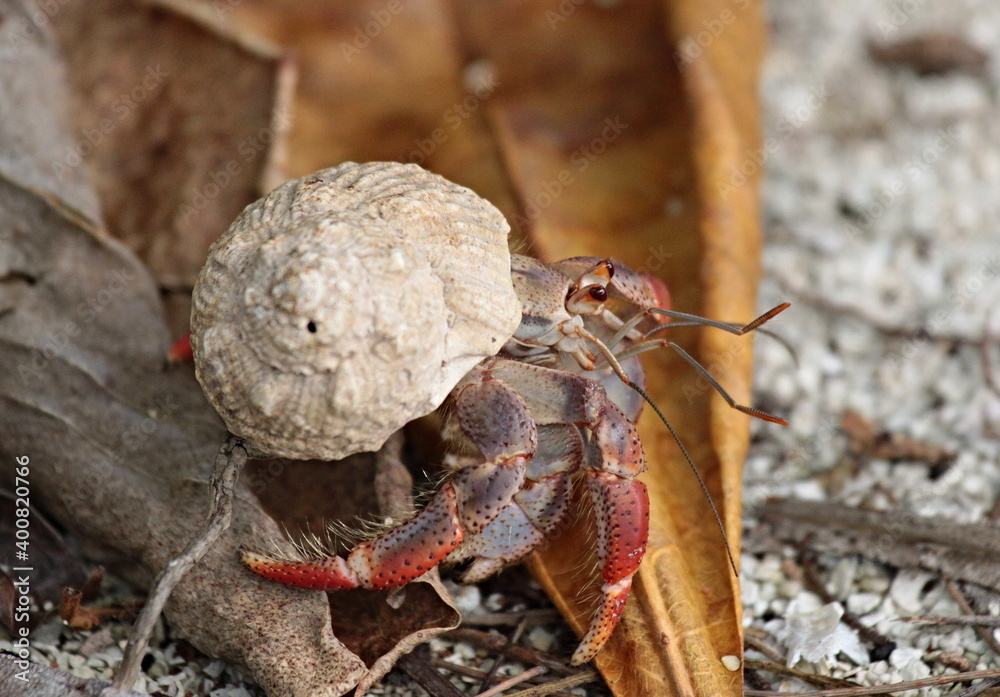 The Crab with Conch on Utila Island. The Caribbean Sea. Honduras. Stock ...