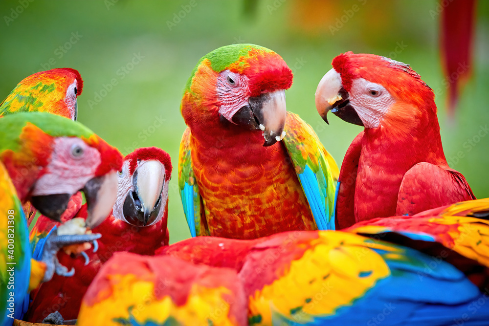 Group of wild Ara parrots, Ara macao and hybrids of Scarlet Macaw and ...