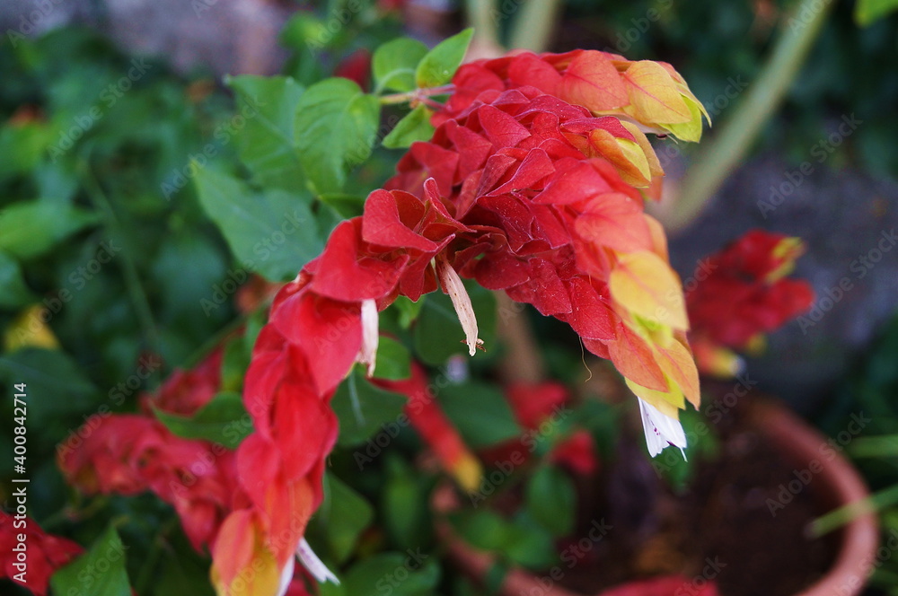 Flower og Photinia red robin in a garden Stock Photo | Adobe Stock