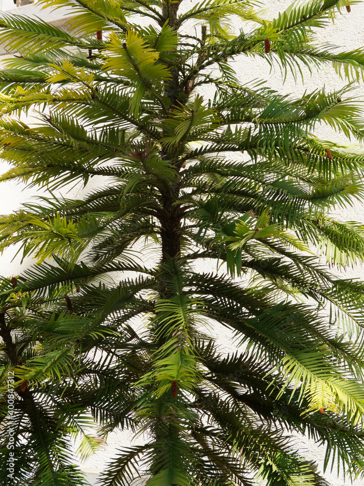 Wollemia nobilis, Pin de Wollemi ou arbre de Wollemi au tronc droit ...