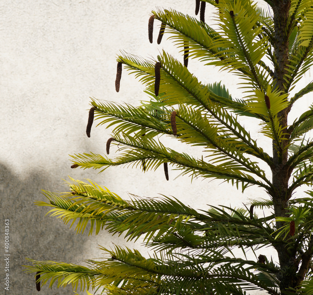 Wollemia nobilis, Pin de Wollemi ou arbre de Wollemi au tronc droit ...