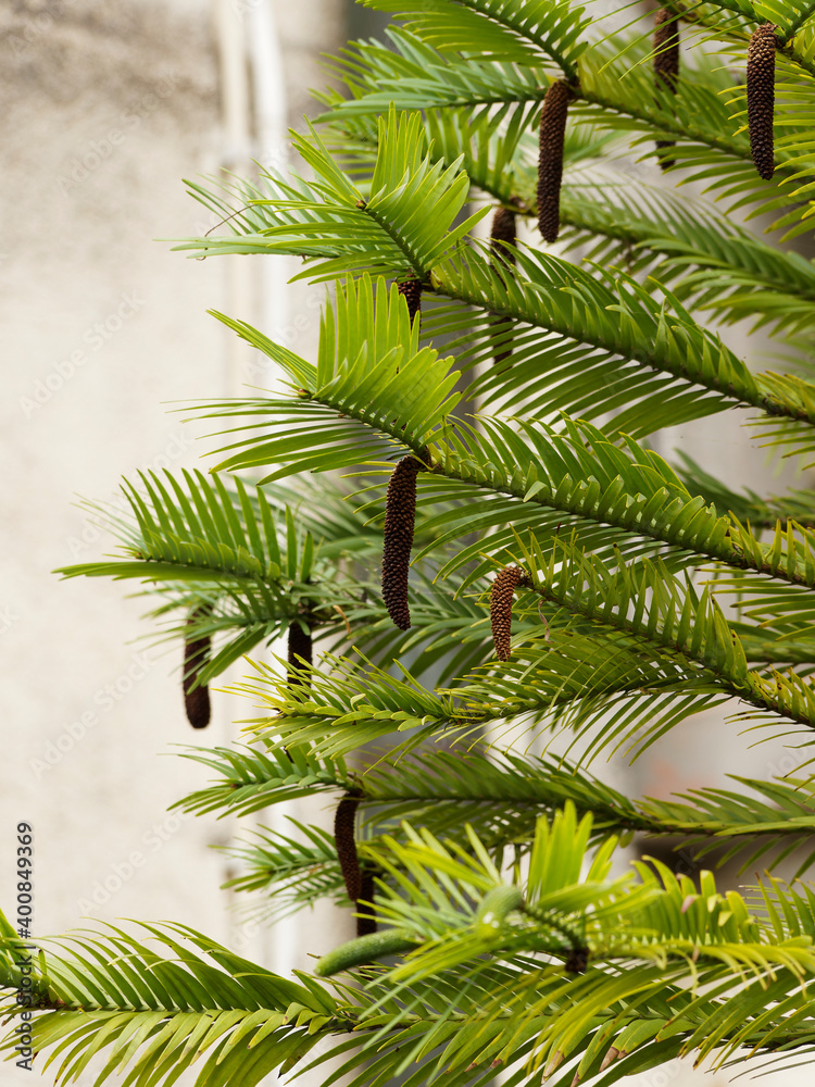 Wollemia nobilis, Pin de Wollemi ou arbre de Wollemi. Detail des ...