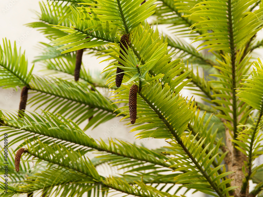 Wollemia nobilis, Pin de Wollemi ou arbre de Wollemi, conifère aux ...