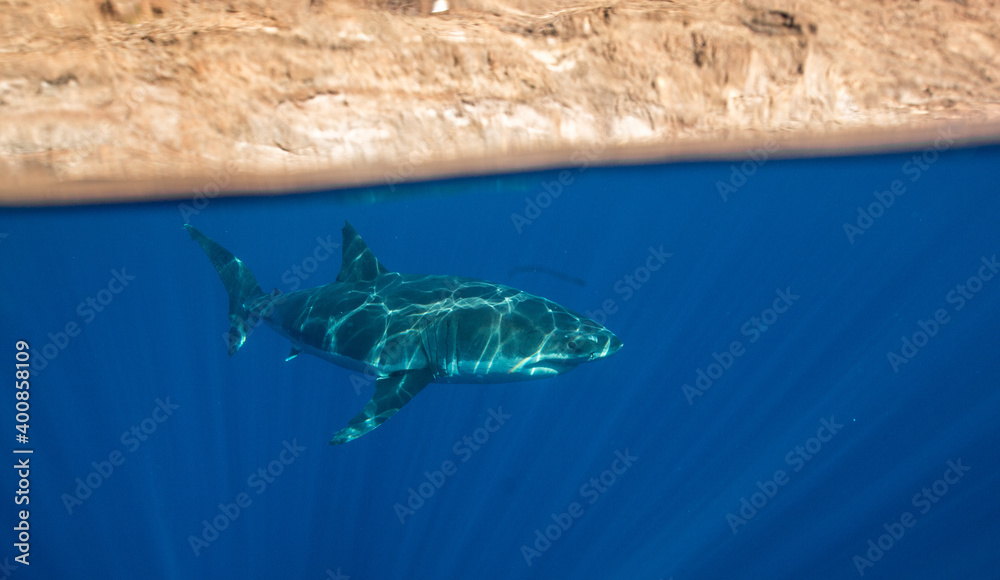 Great White Shark swimming just below surface. Over/Under Stock Photo ...