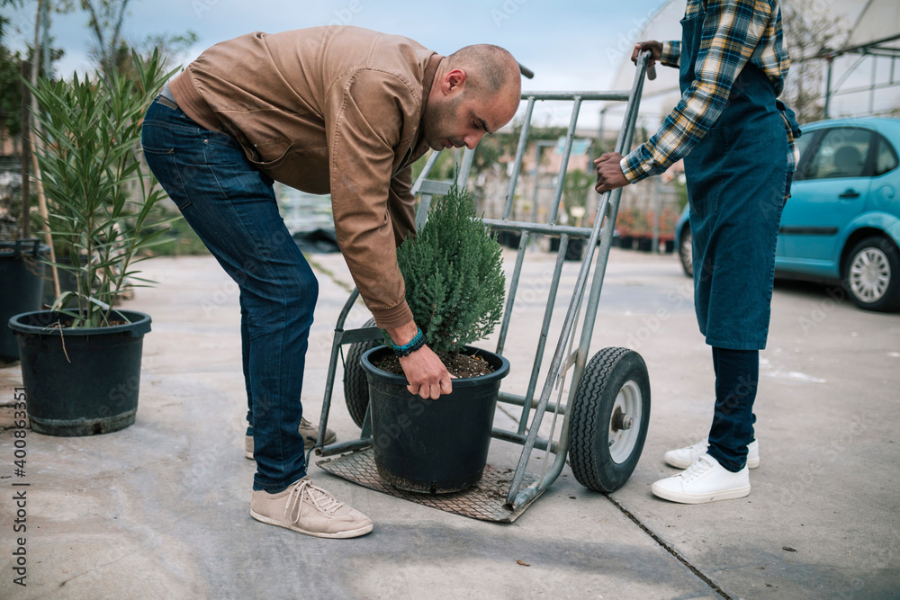 Mature owner picking up potted pine tree while worker holding cart at ...