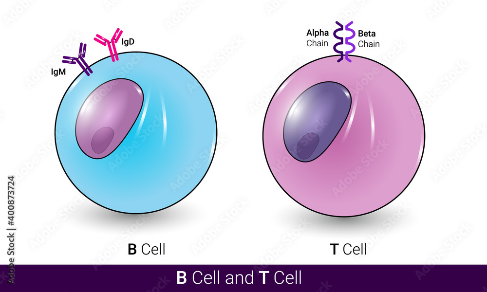 B cell receptor and t cell receptor of lymphocyte with labelling ...