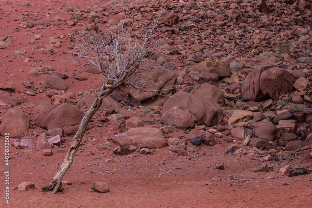 dry tree in waste land rocky canyon environment space global warming ...