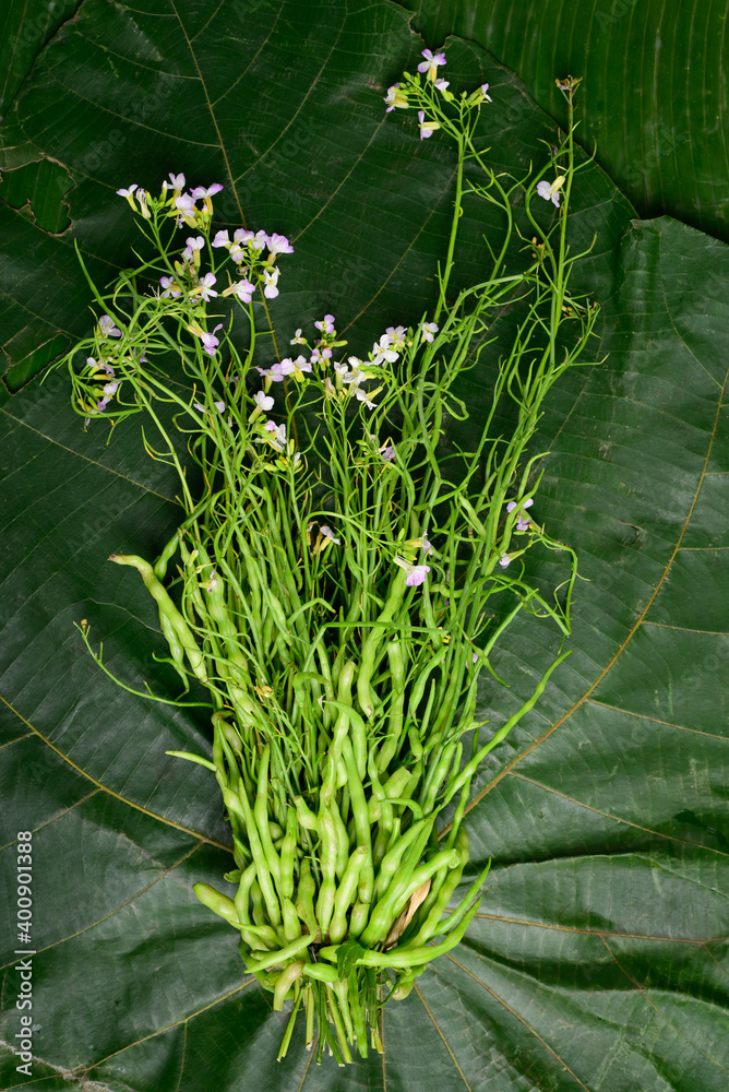 Rat tailed Radish, Serpent radish or Tail pod radish (Raphanus caudatus ...