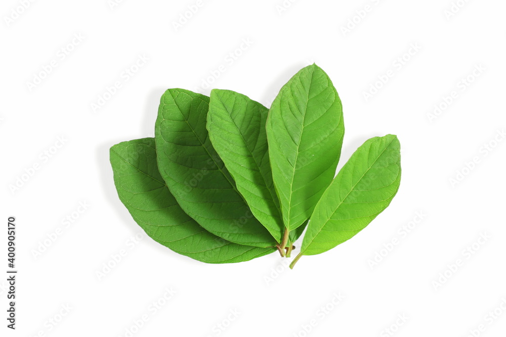 green guava leaves for herbal tea isolated in white background with ...