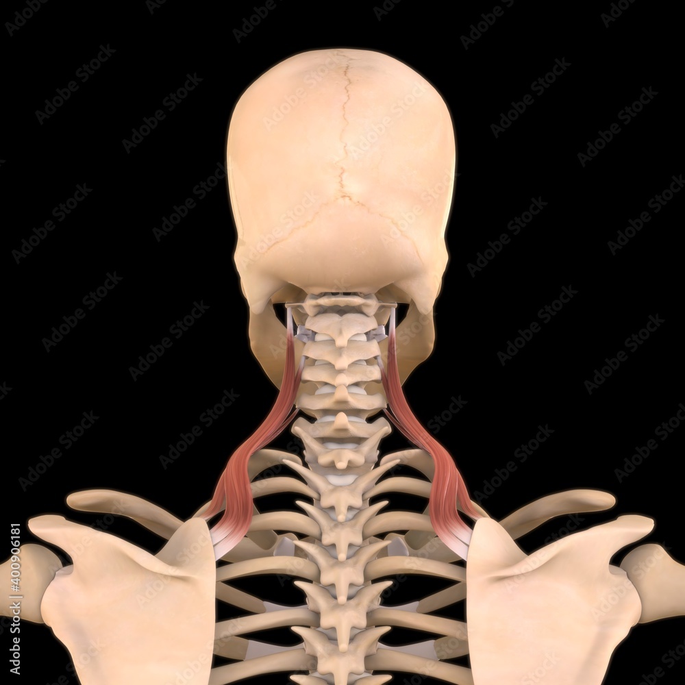 Levator Scapulae Muscle Anatomy For Medical Concept 3D Illustration ...