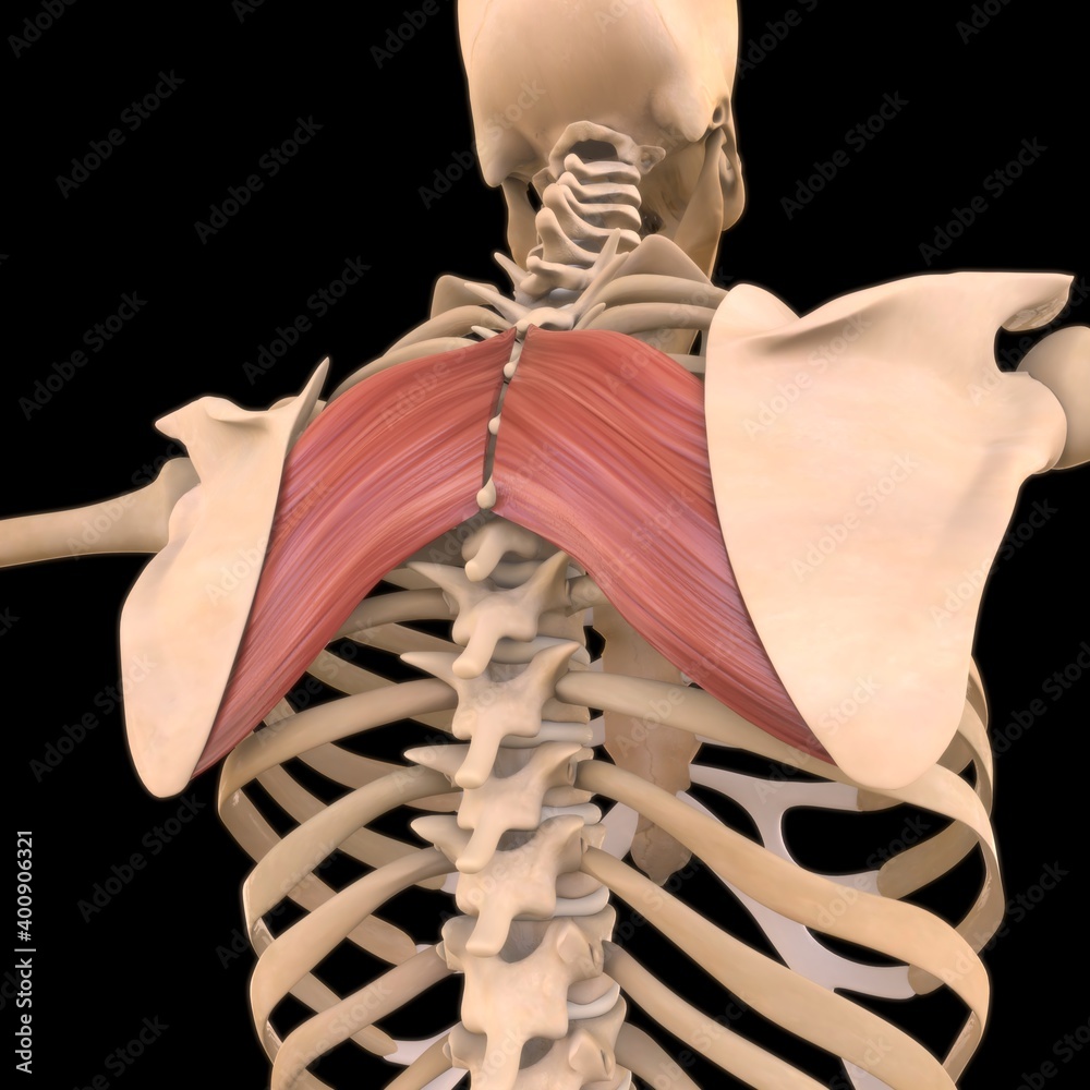 Rhomboid Major Muscle Anatomy For Medical Concept 3D Illustration Stock ...