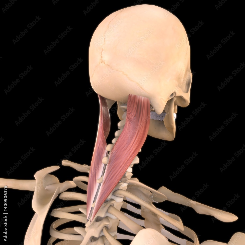 Splenius Capitus Muscle Anatomy For Medical Concept 3D Illustration ...