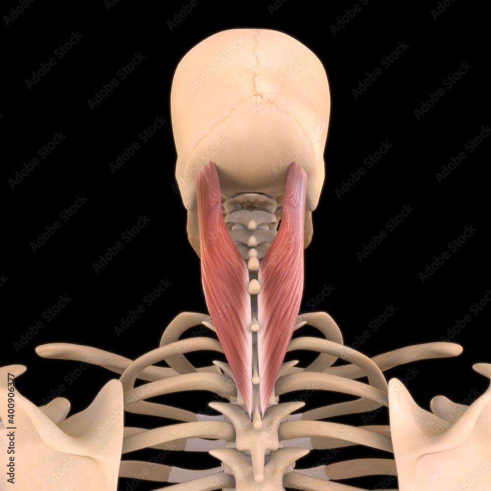 Splenius Capitus Muscle Anatomy For Medical Concept 3D Illustration ...